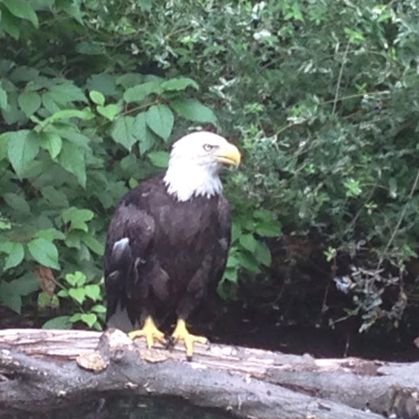 Bald eagle | Project Noah