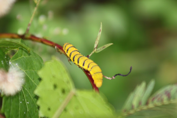 Cloudless Sulphur Butterfly Caterpillar | Project Noah