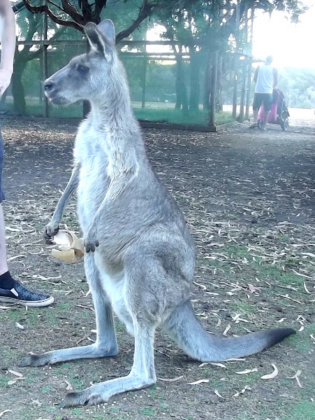 Eastern grey kangaroo | Project Noah
