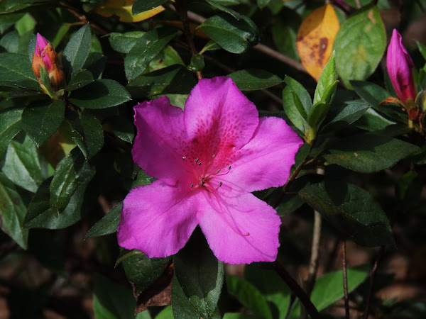 Azalea flowers | Project Noah