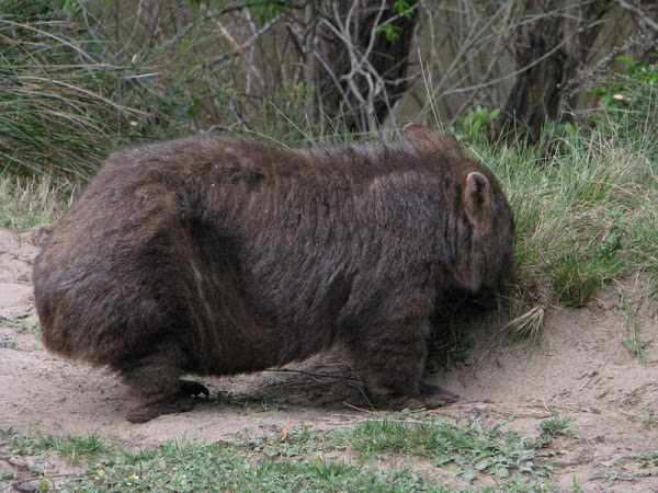 Common Wombat | Project Noah