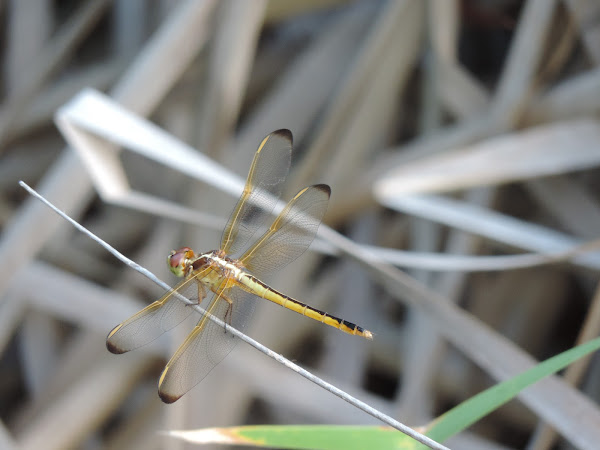Spangled Skimmer Dragonfly (female) | Project Noah