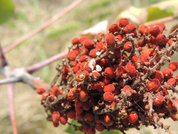 Sumac | Project Noah