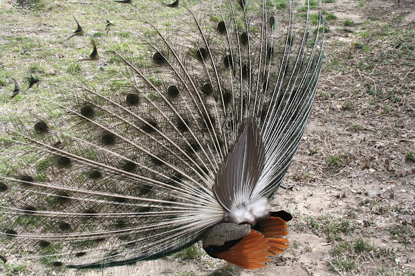 Indian Peafowl | Project Noah