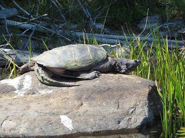 Snapping Turtle | Project Noah
