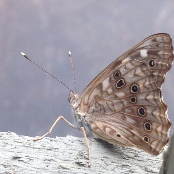 Hackberry butterfly | Project Noah