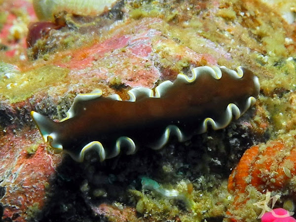 Flatworm | Project Noah