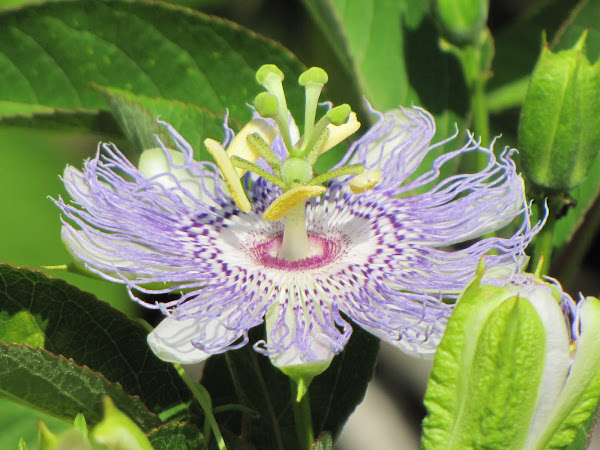 Passionflower | Project Noah
