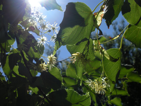 Common Lime Tree | Project Noah