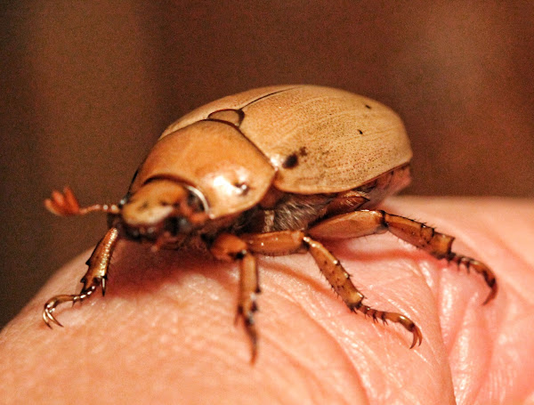 Grapevine Beetle | Project Noah