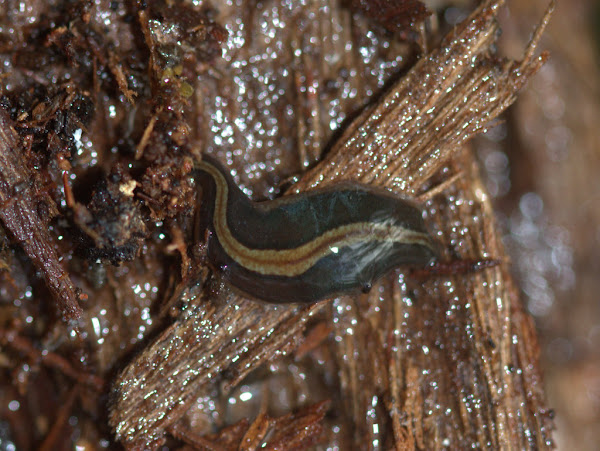 Terrestrial flatworm | Project Noah