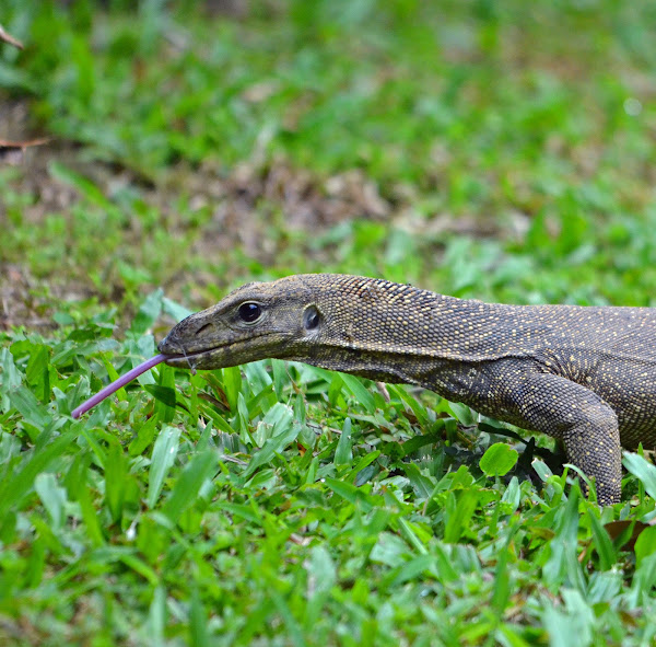 Clouded monitor | Project Noah