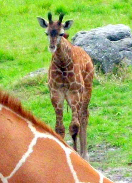 Giraffe | Project Noah