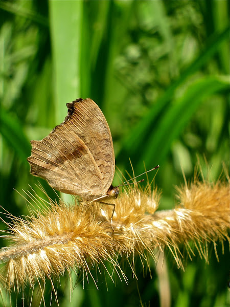Lemon pansy | Project Noah