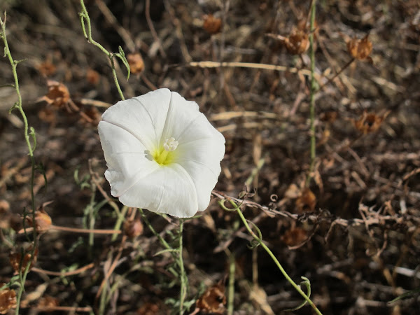 Field Bindweed | Project Noah