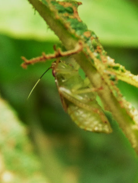 Leafhopper nymph | Project Noah