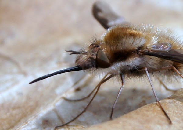 Large Bee Fly | Project Noah