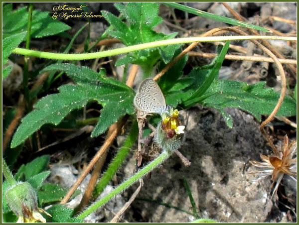 Tiny Grass Blue Butterfly (Female) | Project Noah