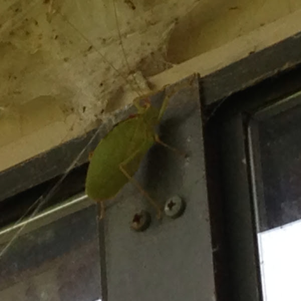 Katydid | Project Noah