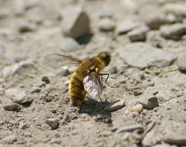 Bee Fly | Project Noah