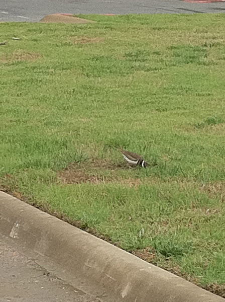 Killdeer | Project Noah