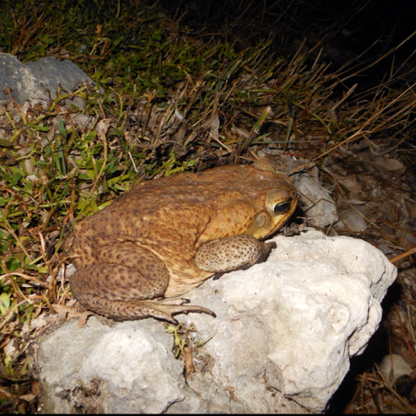 Cane Toad | Project Noah