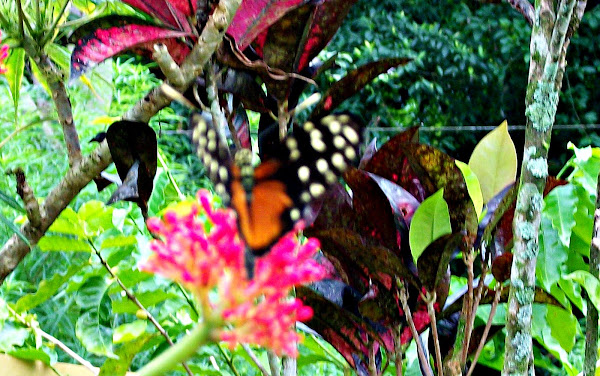 Hecale Longwing | Project Noah