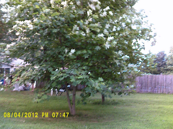 Tulip Tree | Project Noah