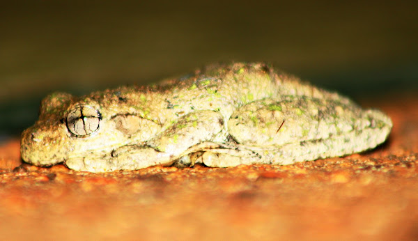 Peron's Tree Frog | Project Noah