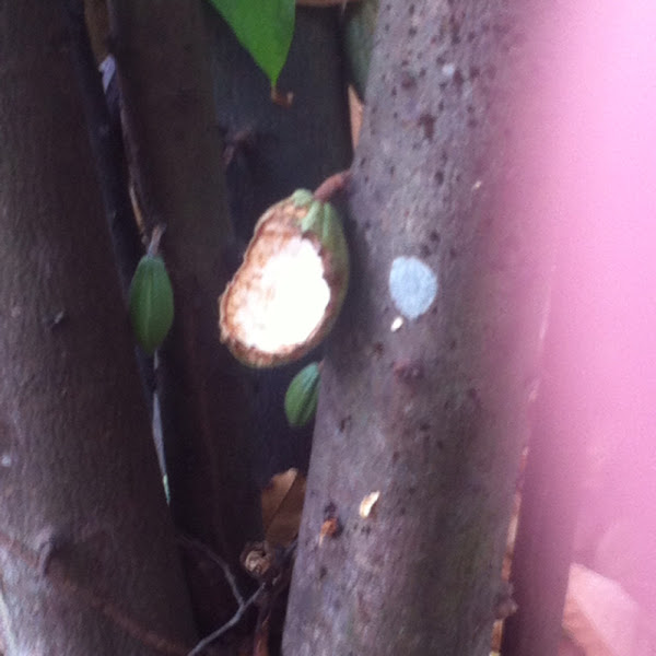 Cocoa Tree | Project Noah