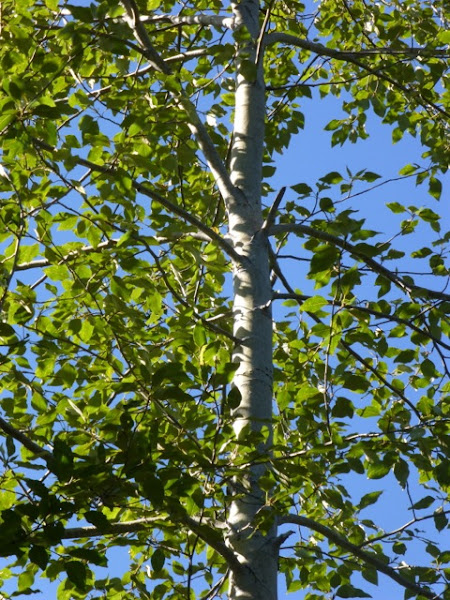 Western Balsam Poplar | Project Noah