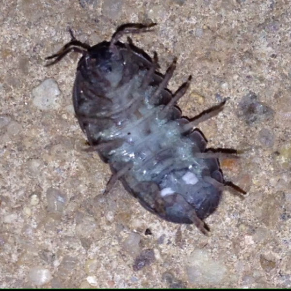 Pillbugs | Project Noah