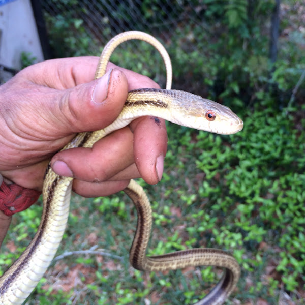 Yellow Corn Snake | Project Noah
