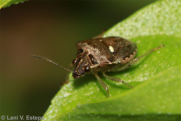 Shield bug | Project Noah