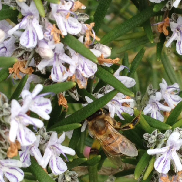 Honey Bee | Project Noah