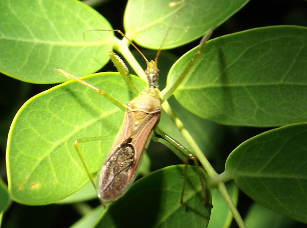 Leafhopper Assassin Bug | Project Noah