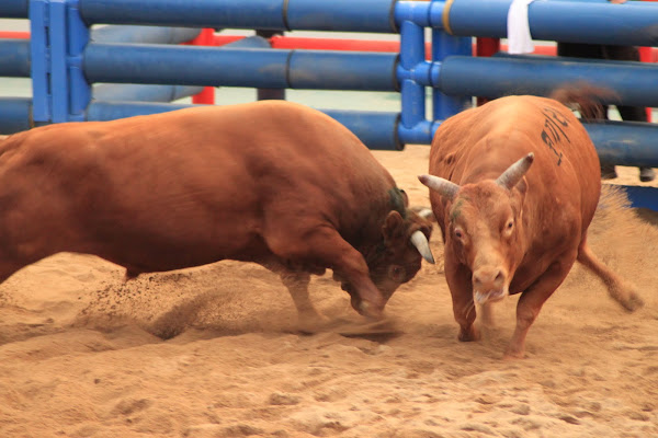 Bulls | Project Noah