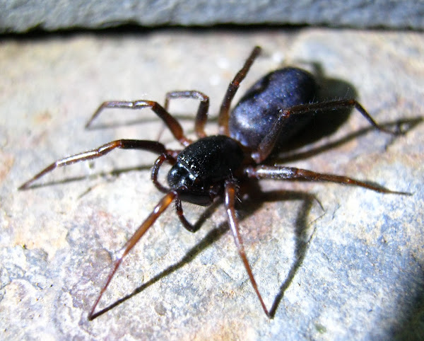 Spider | Project Noah