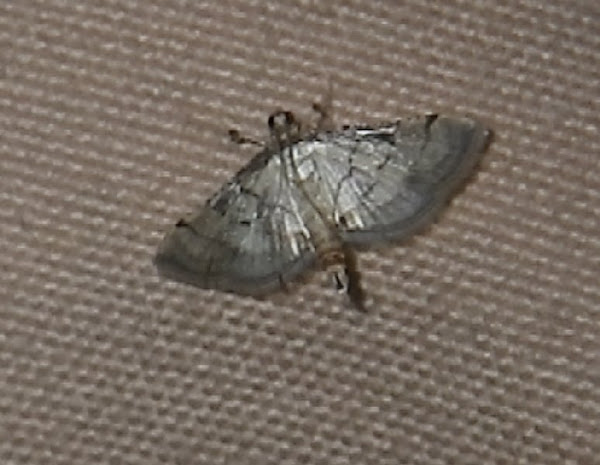 Rice-Leafroller | Project Noah