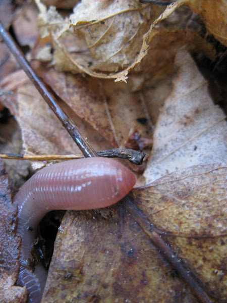 Earthworm | Project Noah