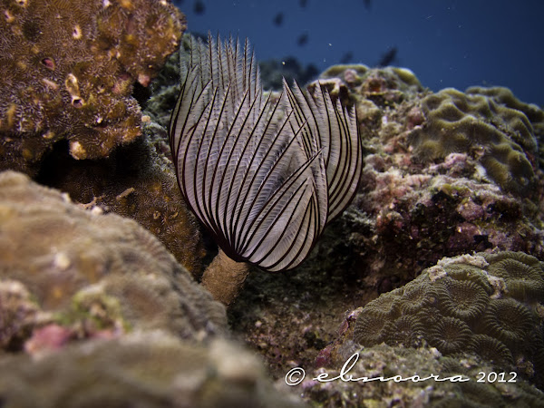 Feather Duster Worm | Project Noah