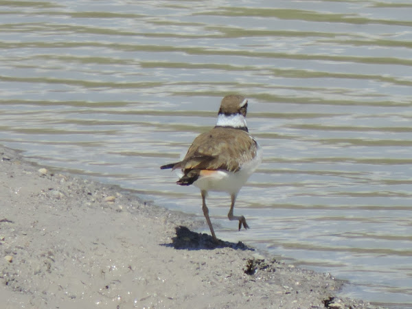 Killdeer | Project Noah