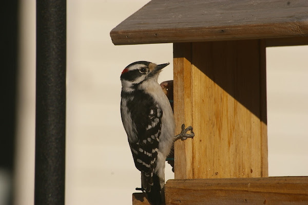 Downy Woodpecker | Project Noah