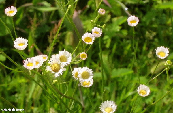 Daisy fleabane | Project Noah