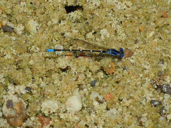 Blue-Ringed Dancer | Project Noah