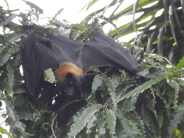 Indian Giant Fruit Bat | Project Noah