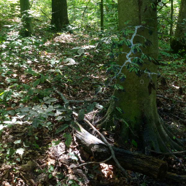 Beech Blight Aphid | Project Noah