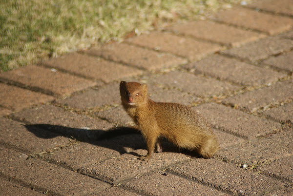 Slender Mongoose | Project Noah