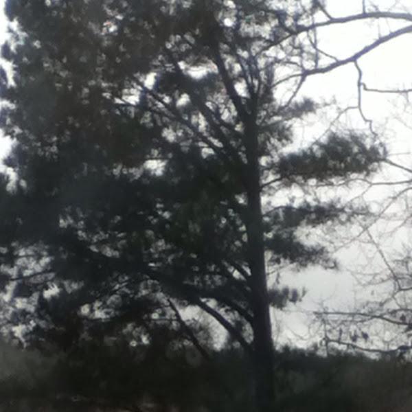 Pine Tree | Project Noah