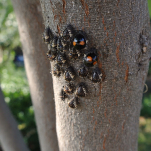 Twice Stabbed Lady Bugs | Project Noah